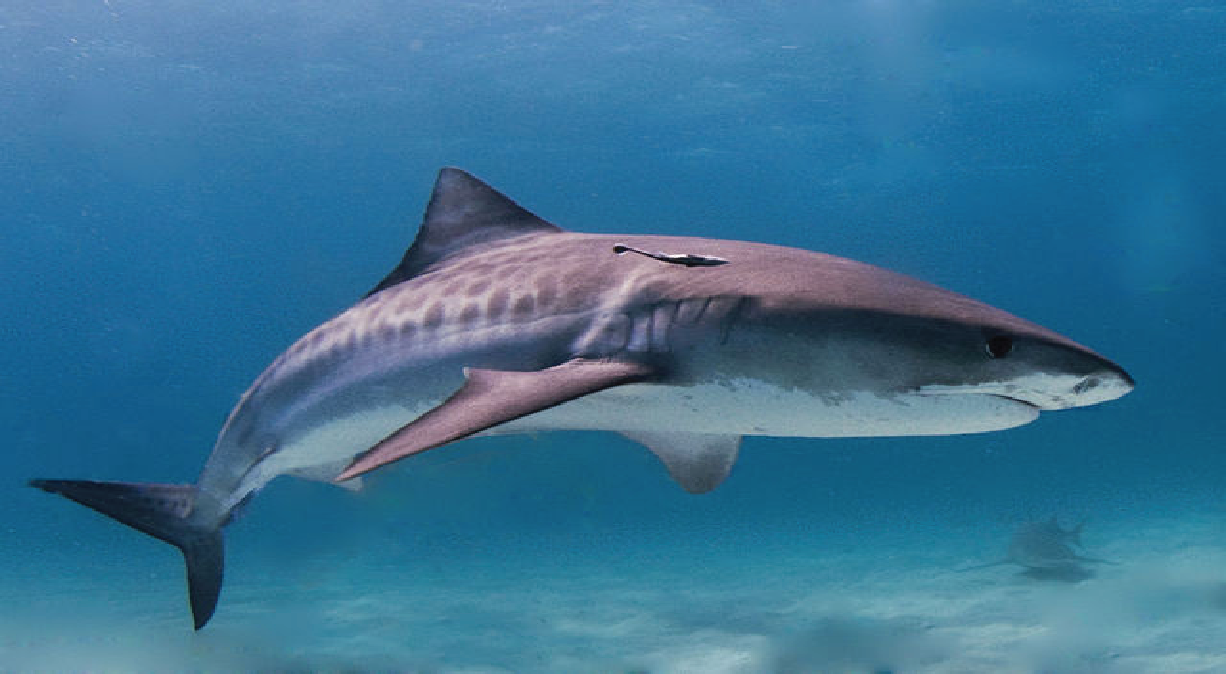 Tiger Sharks Keystone Species